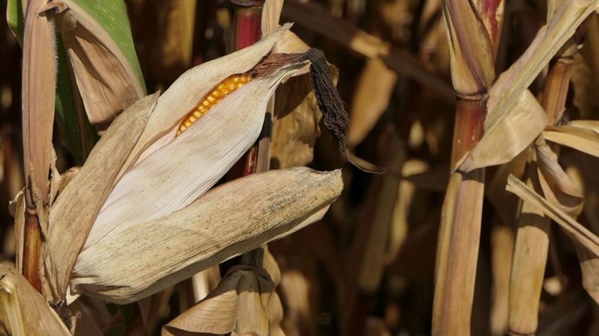 Five Surprising Facts About Corn That Might Make You Eat Less of It ...